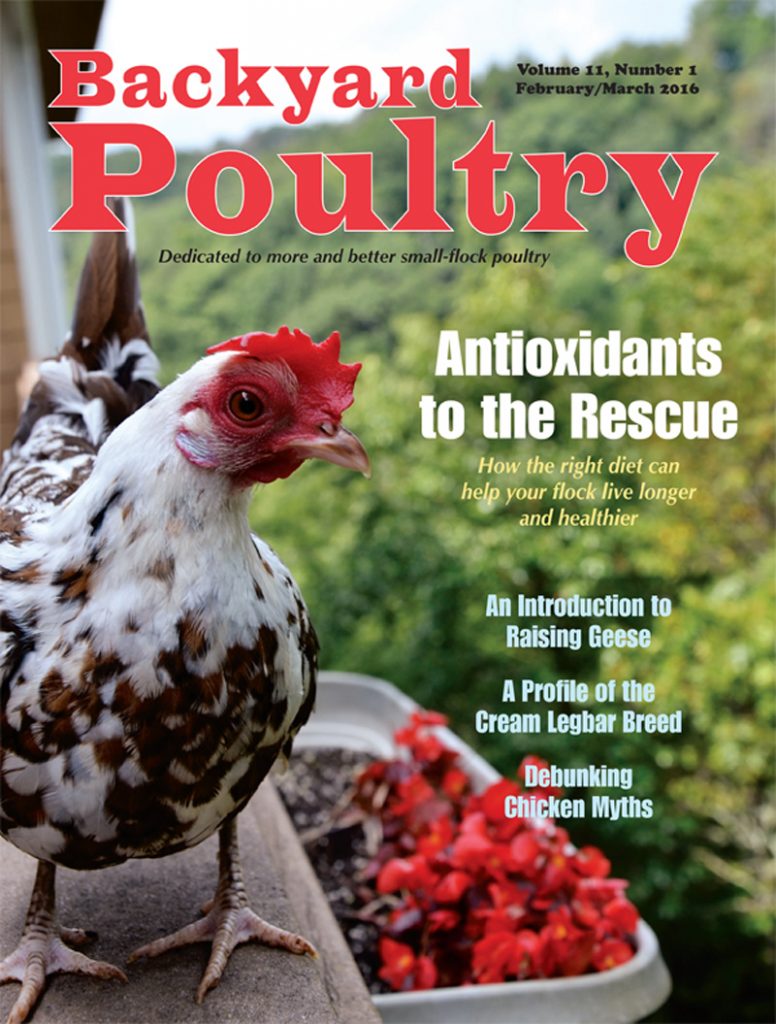 Backyard Poultry February/March 2016 - Backyard Poultry